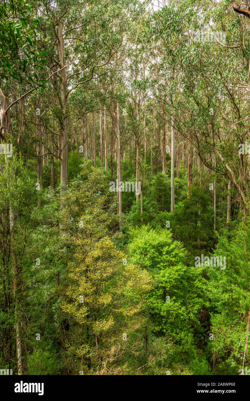 Giant swamp gum eucalyptus regnans hi-res stock photography and images ...
