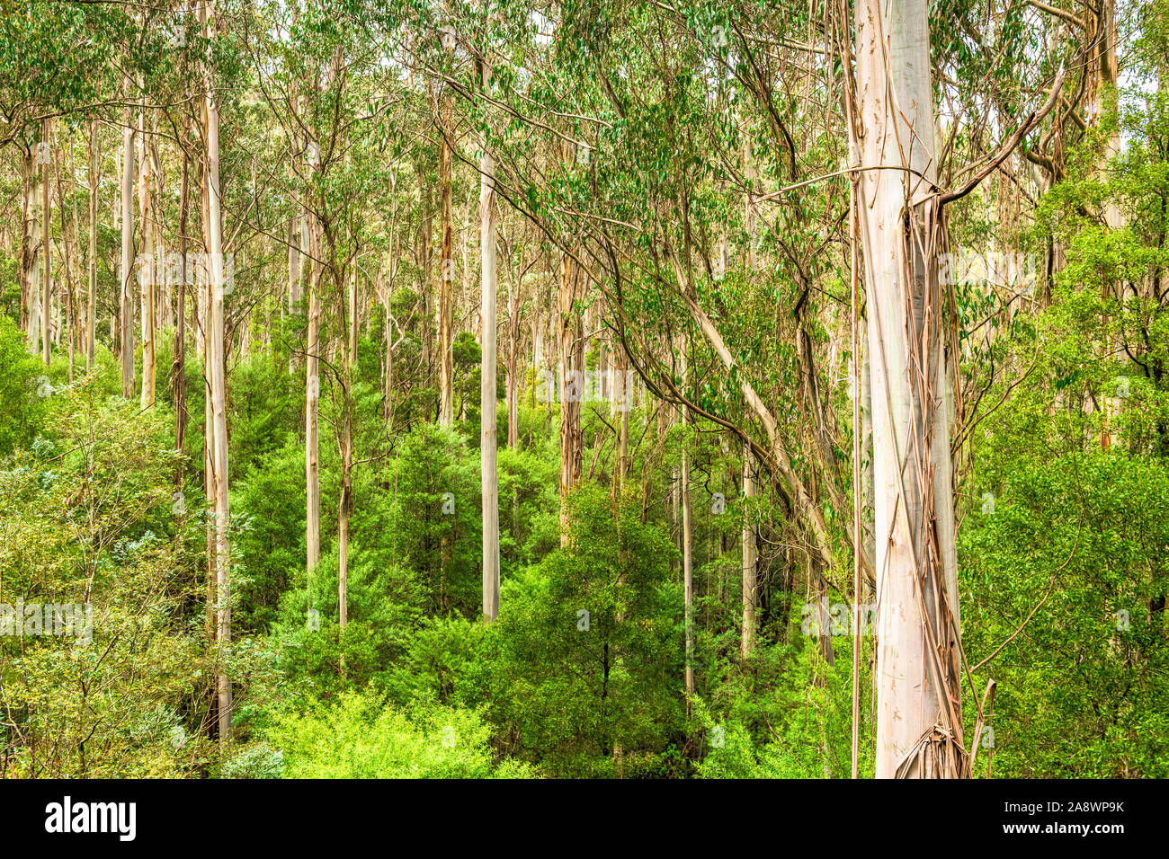 Mountain Ash Tree Australia High Resolution Stock Photography and ...