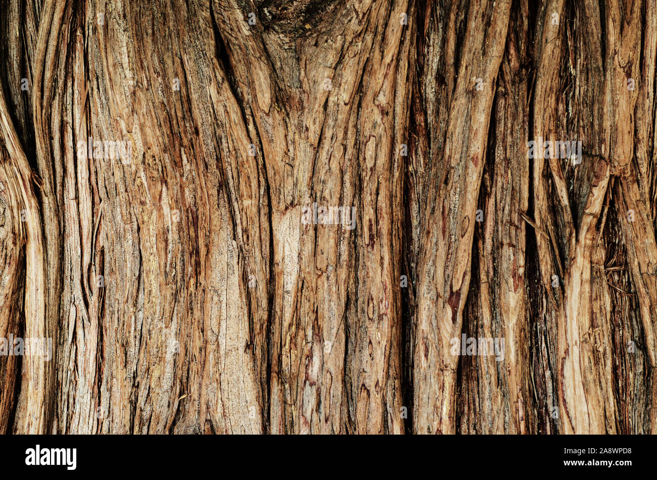 Tree surface texture Stock Photo - Alamy