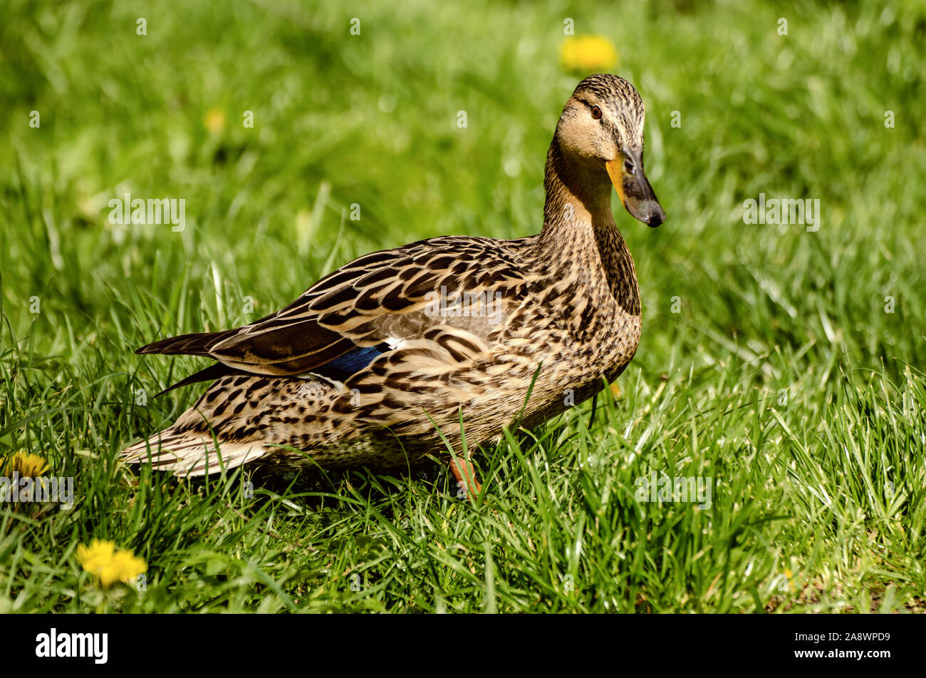 Single brown duck Stock Photo - Alamy