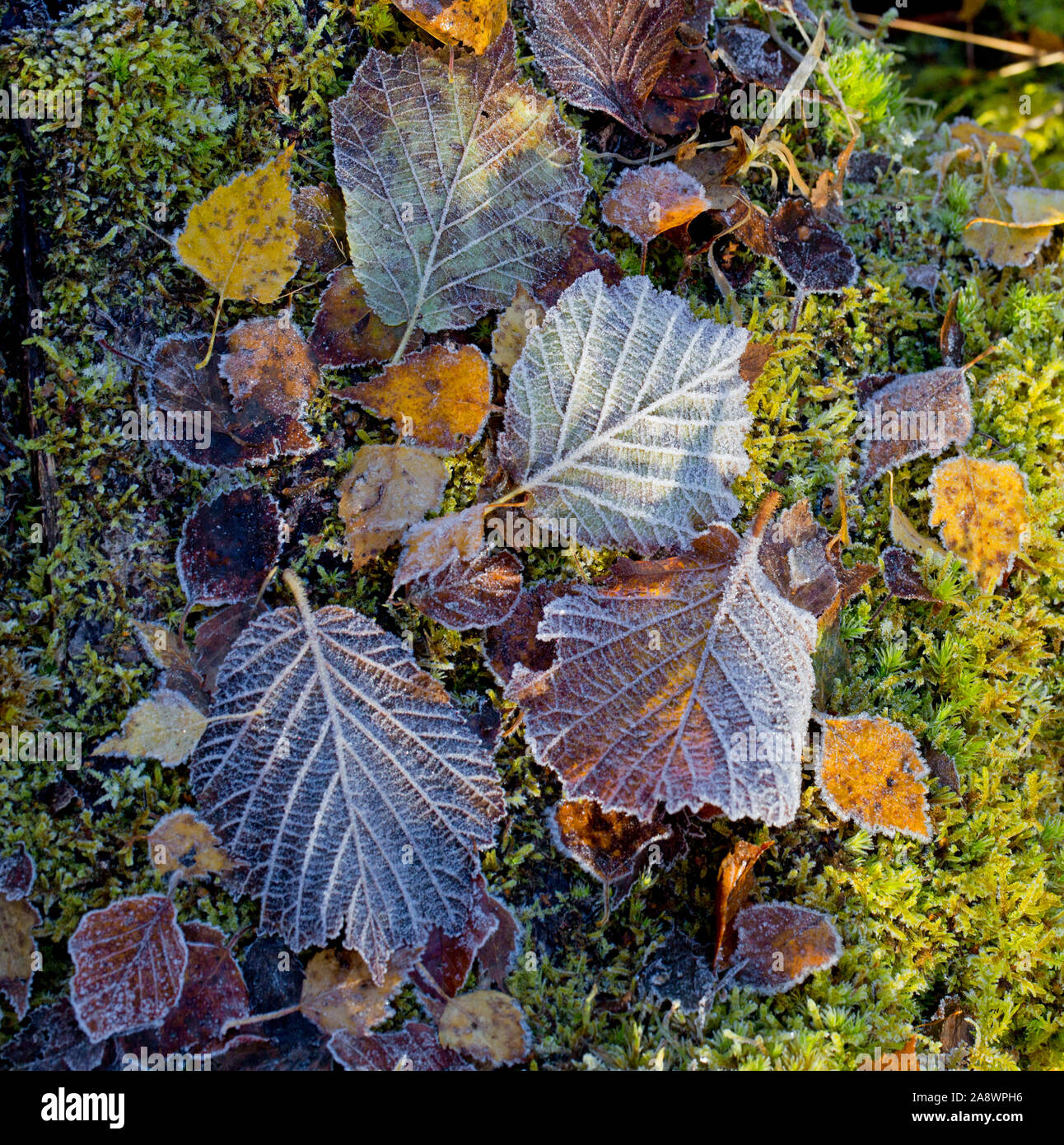 Ode to autumn hi-res stock photography and images - Alamy