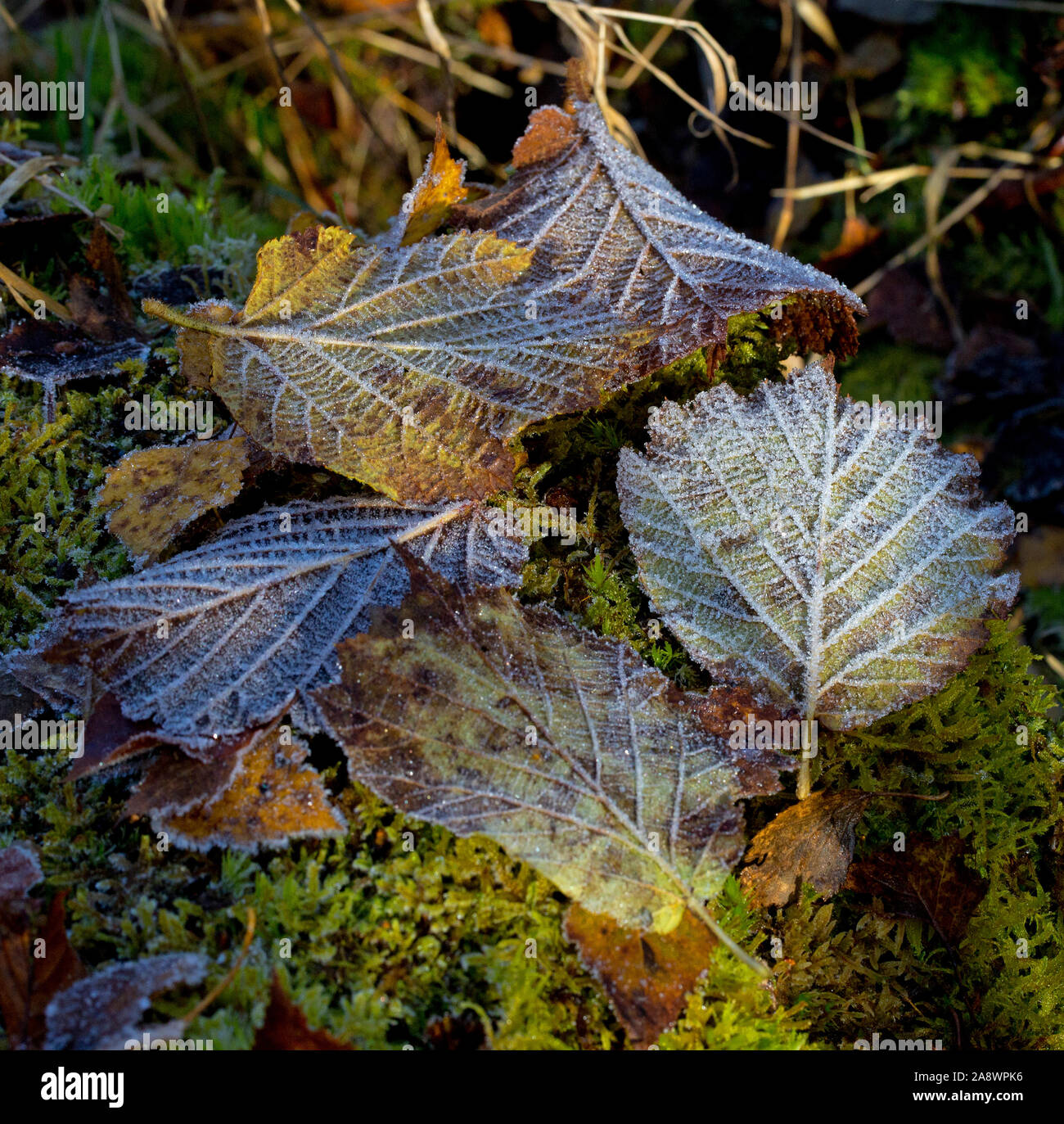 Autumn leaves on Moss Stock Photo - Alamy