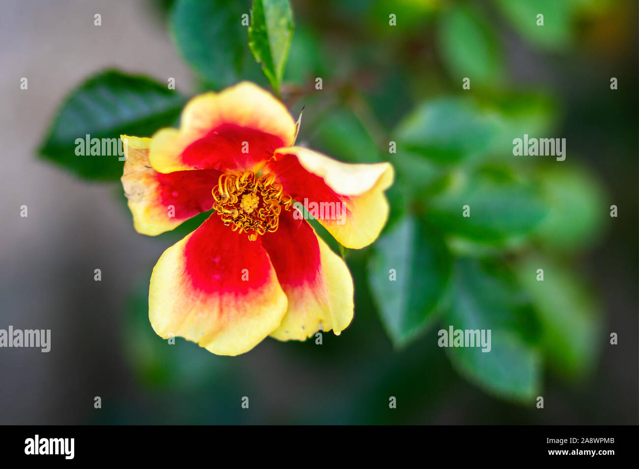 Tiger red rose hi-res stock photography and images - Alamy