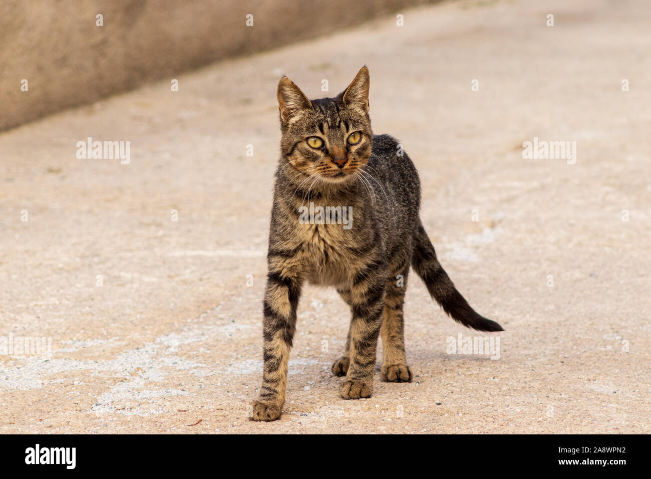 European tabby cats hi-res stock photography and images - Alamy