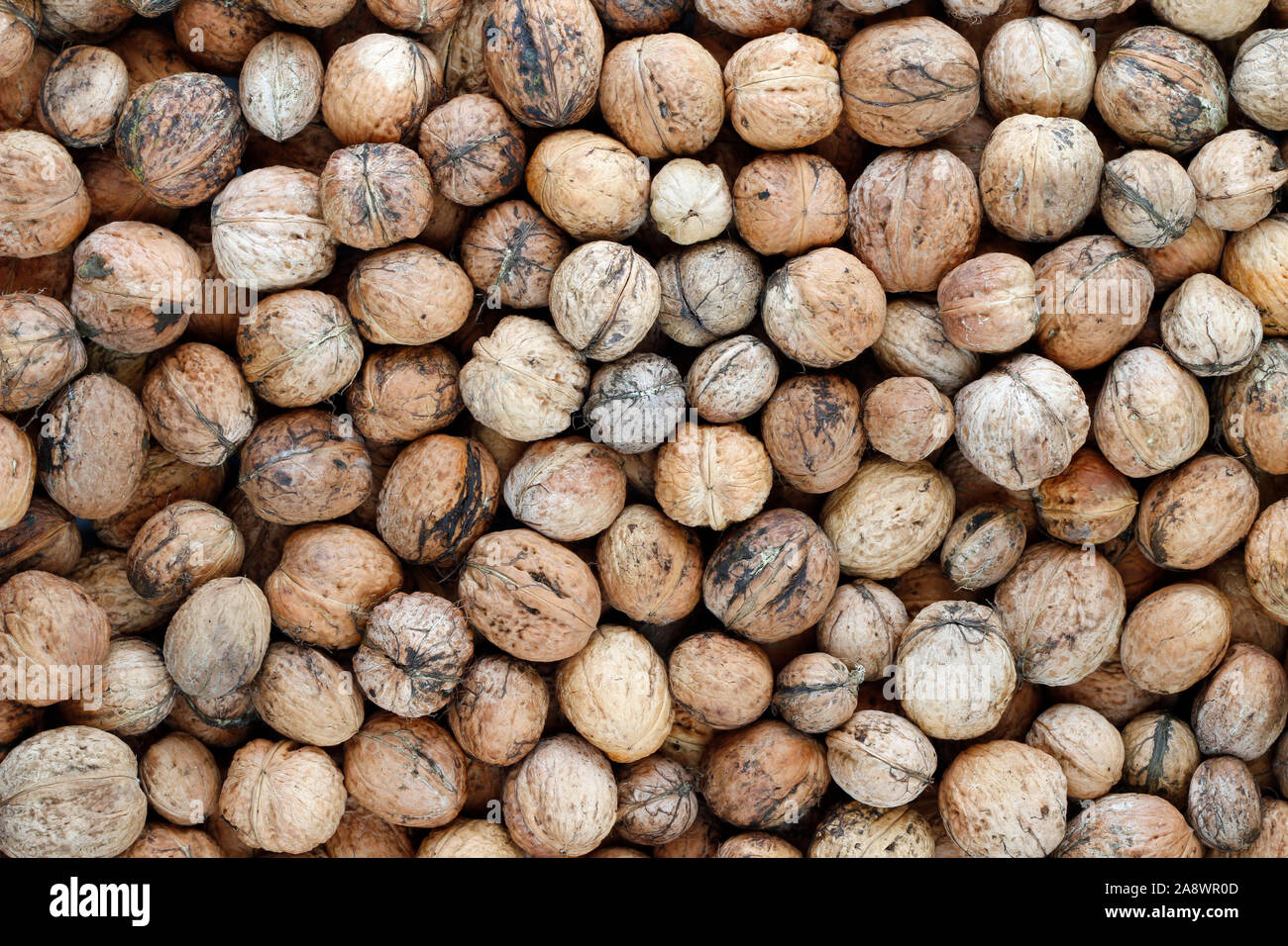 English walnut hi-res stock photography and images - Alamy