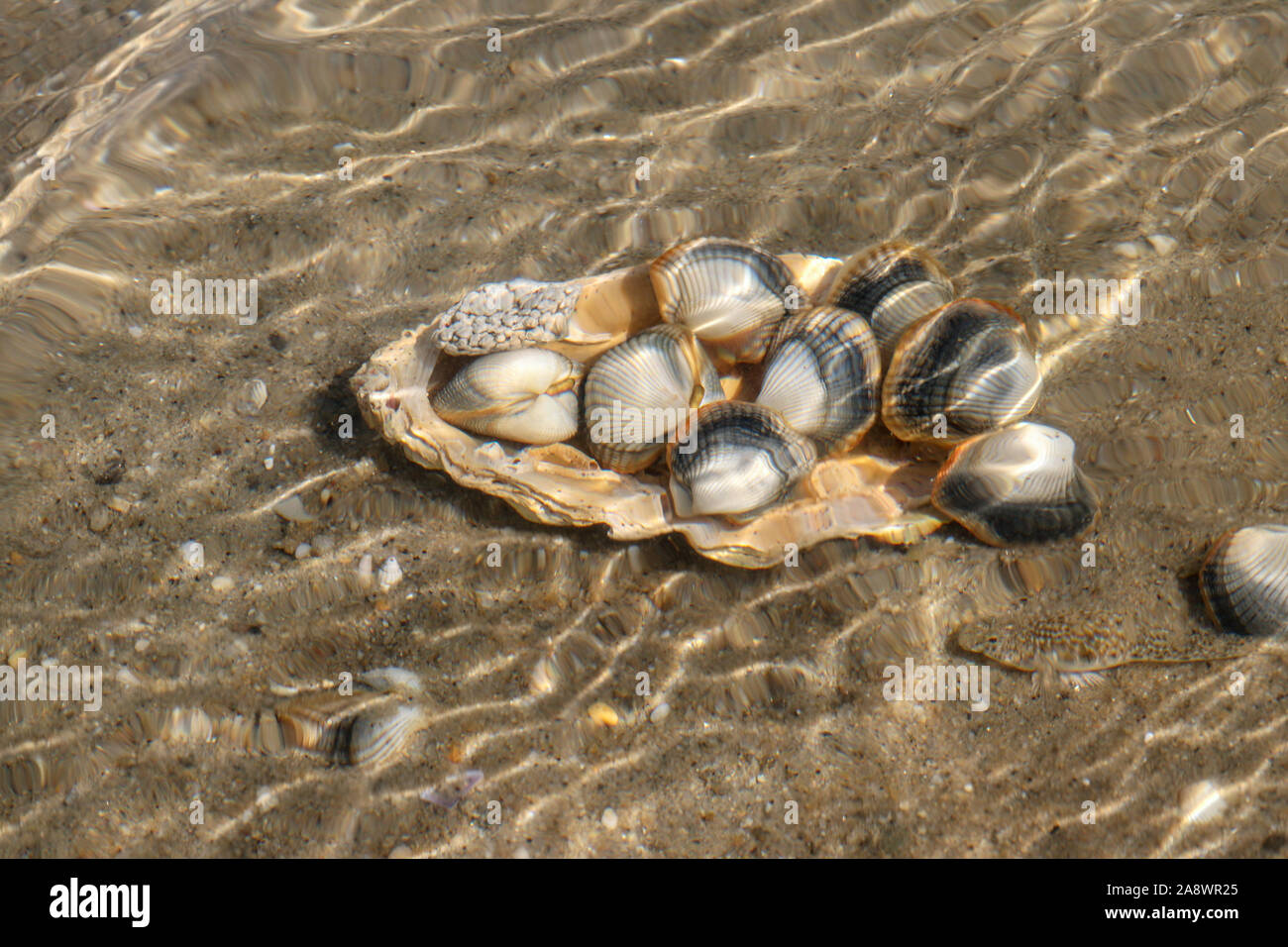 Mussel underwater hi-res stock photography and images - Alamy