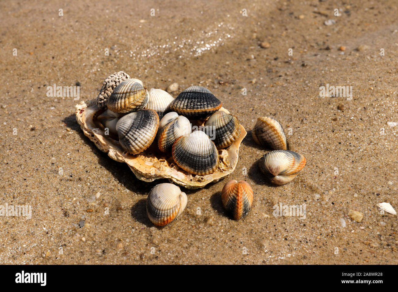 Common cockles - species of edible saltwater clams Stock Photo - Alamy