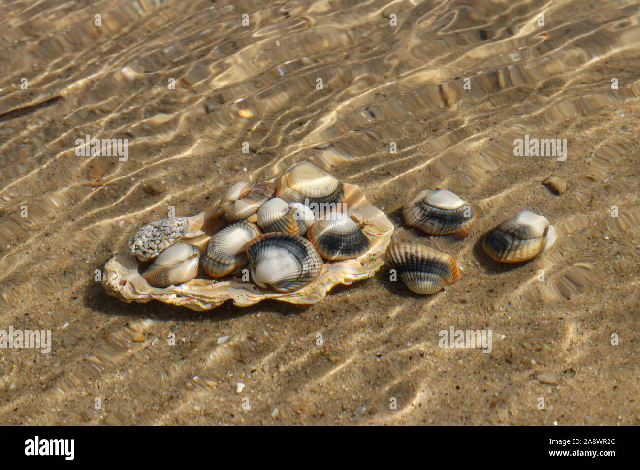 Clam clams underwater hi-res stock photography and images - Alamy