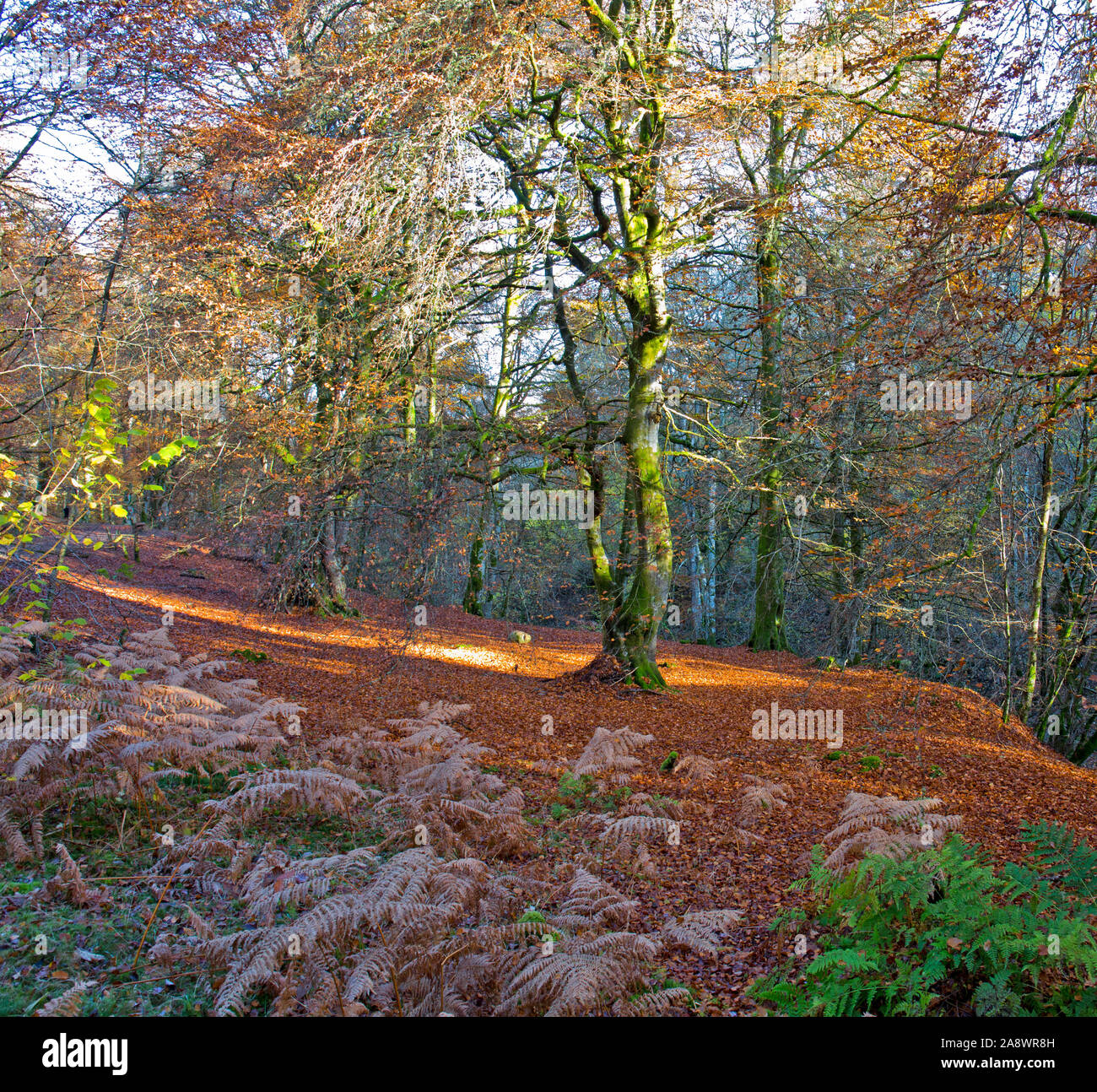 The Rob Roy Way at Aberfeldy, Perth and Kinross, Scotland Stock Photo ...