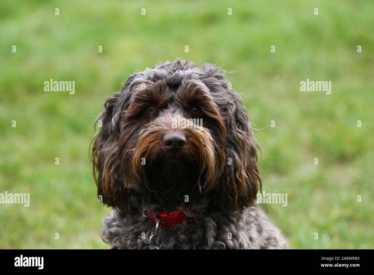 Chocolate Cockapoo High Resolution Stock Photography and Images - Alamy