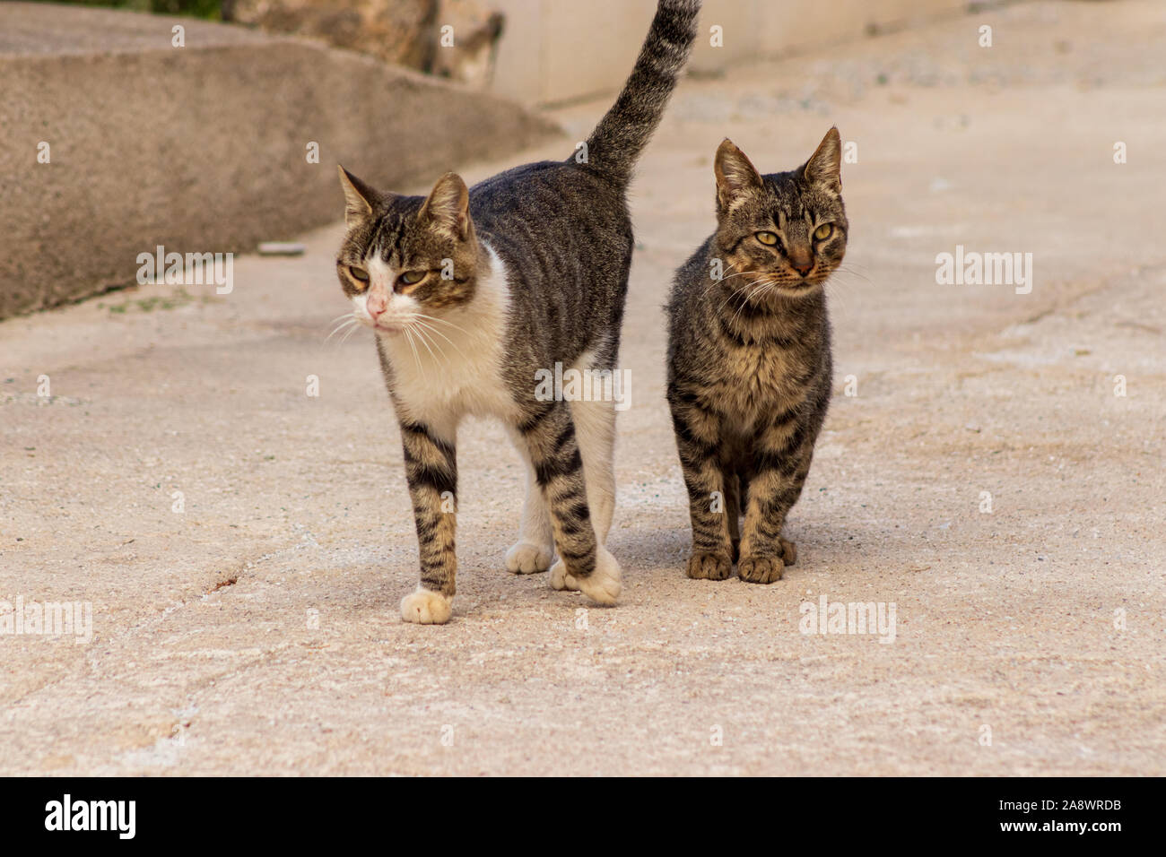 European Tabby Cats High Resolution Stock Photography and Images - Alamy