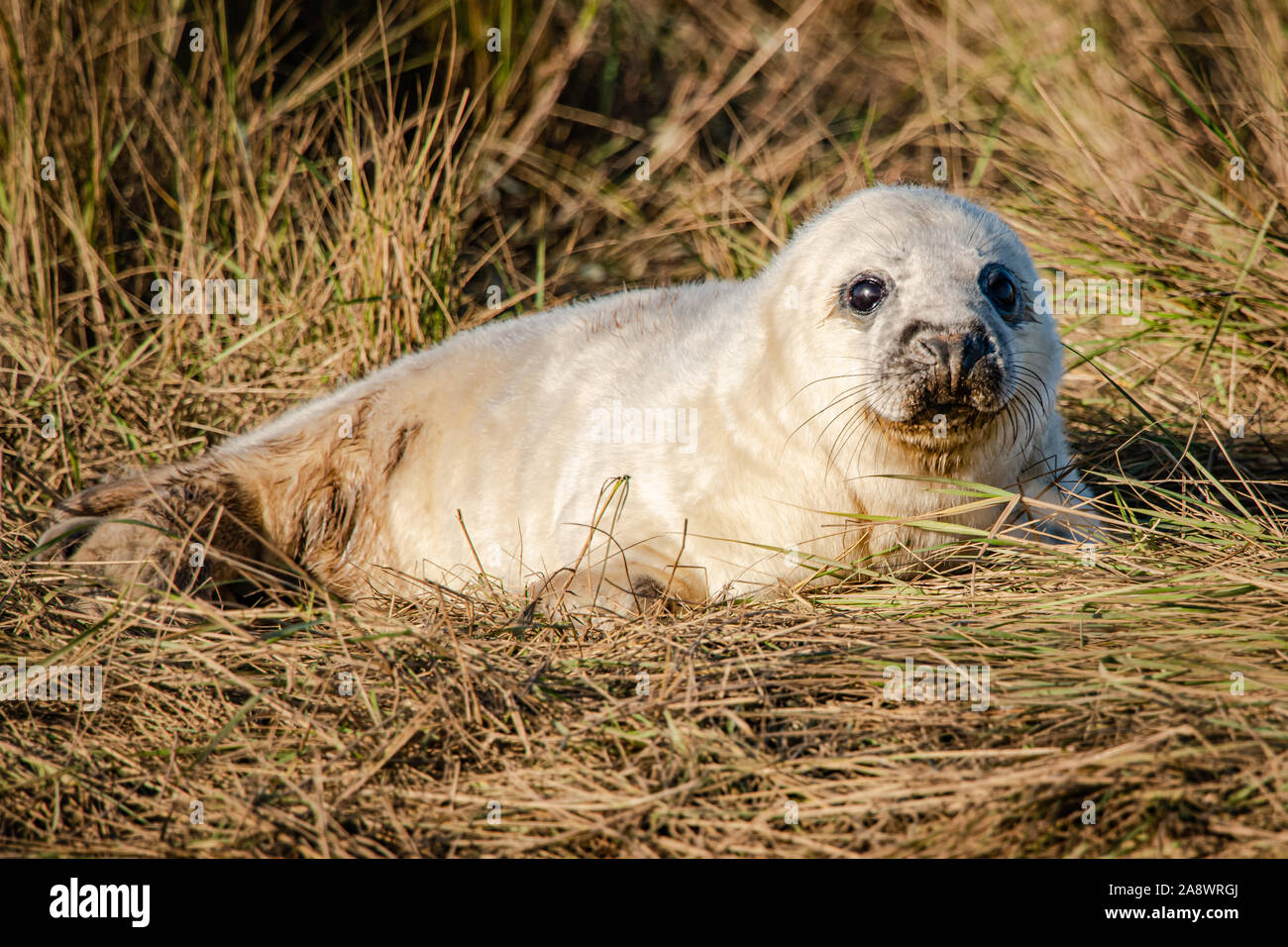 Seal pup on beach hi-res stock photography and images - Alamy