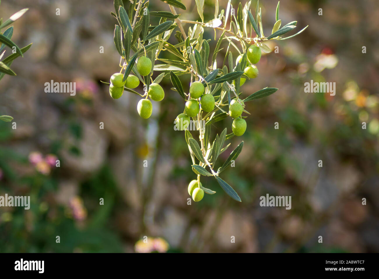Green olives hanging on tree hi-res stock photography and images - Alamy