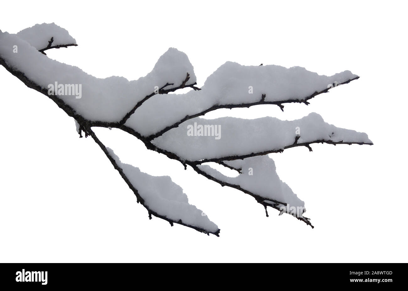 tree branch in snow isolated on white background Stock Photo - Alamy