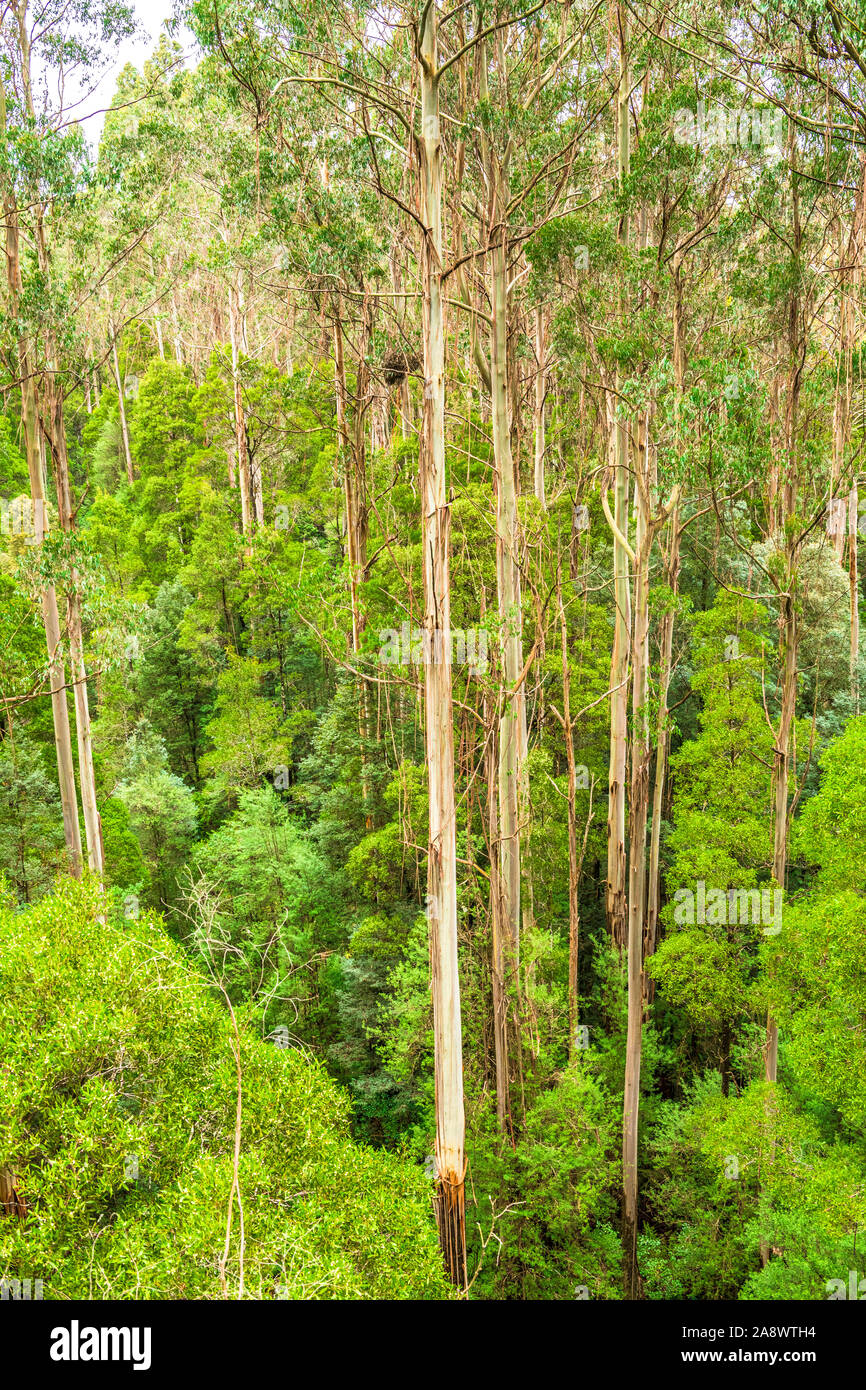 Giant swamp gum eucalyptus regnans hi-res stock photography and images ...