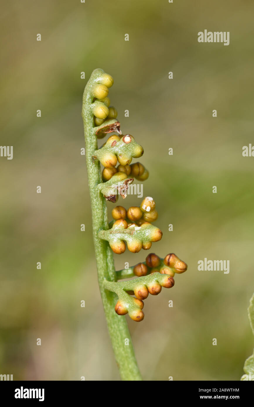 Common Moonwort fern (Botrychium lunaria) Shetland Islands, UK, July ...