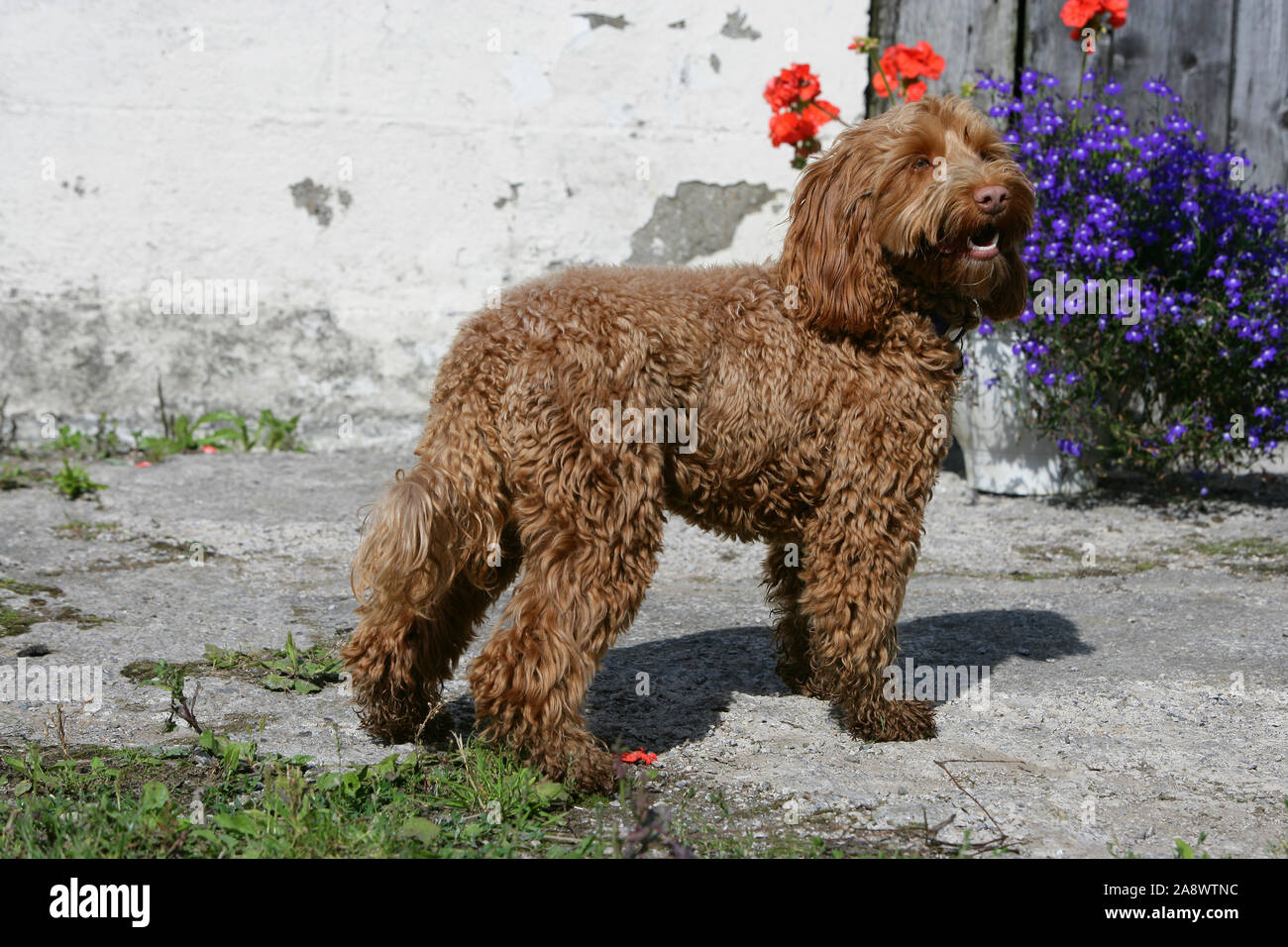 Cocker spaniel ginger hi-res stock photography and images - Alamy