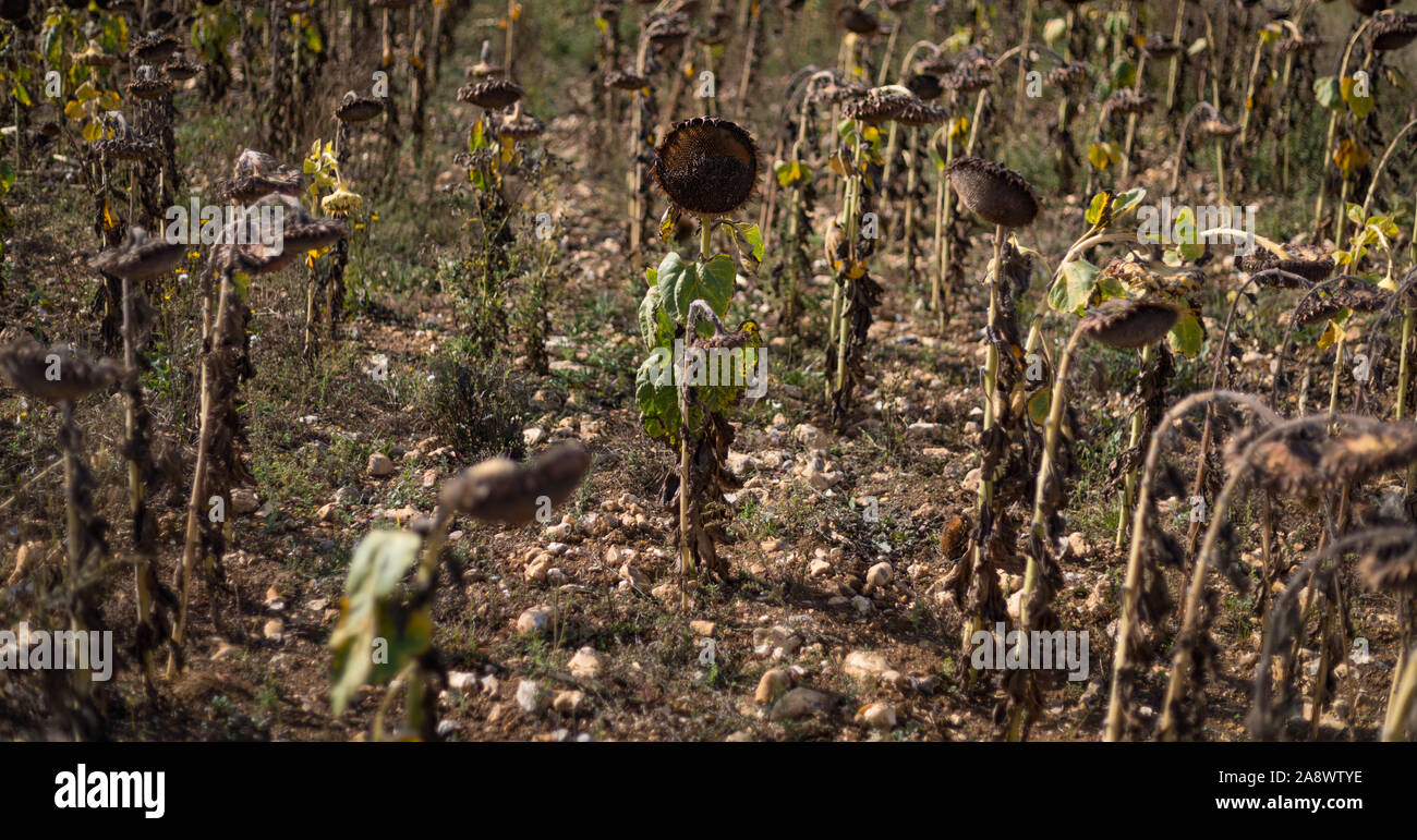 Dried out sunflower field hi-res stock photography and images - Alamy