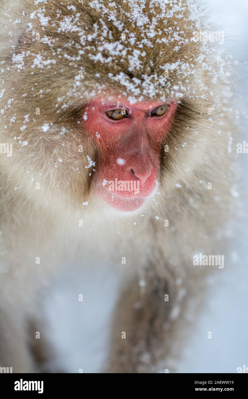 Japanese Snow Monkey - Focused Stock Photo - Alamy