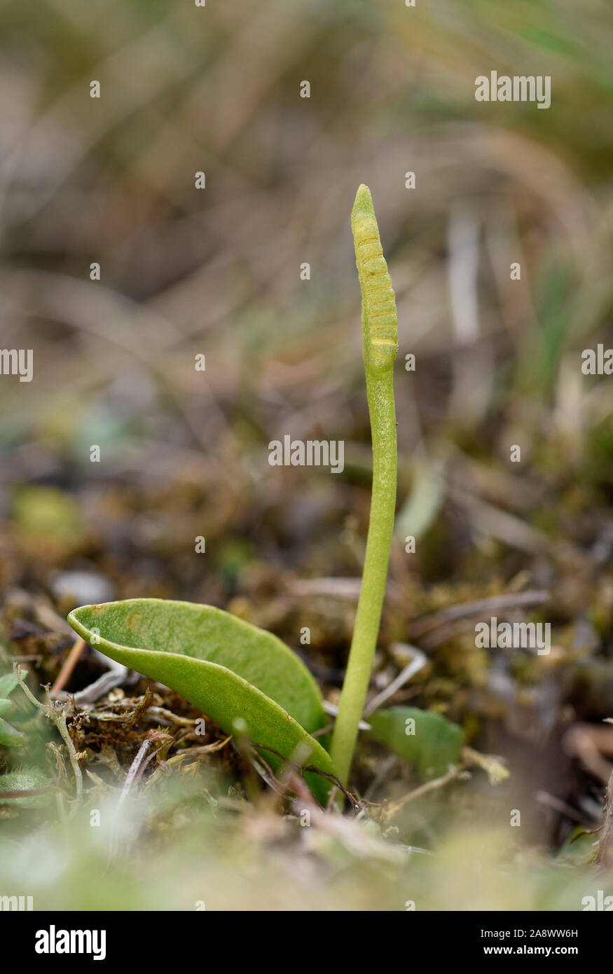 Small Adder's-tongue fern (Ophioglossum azroricum) Shetland Islands, UK ...