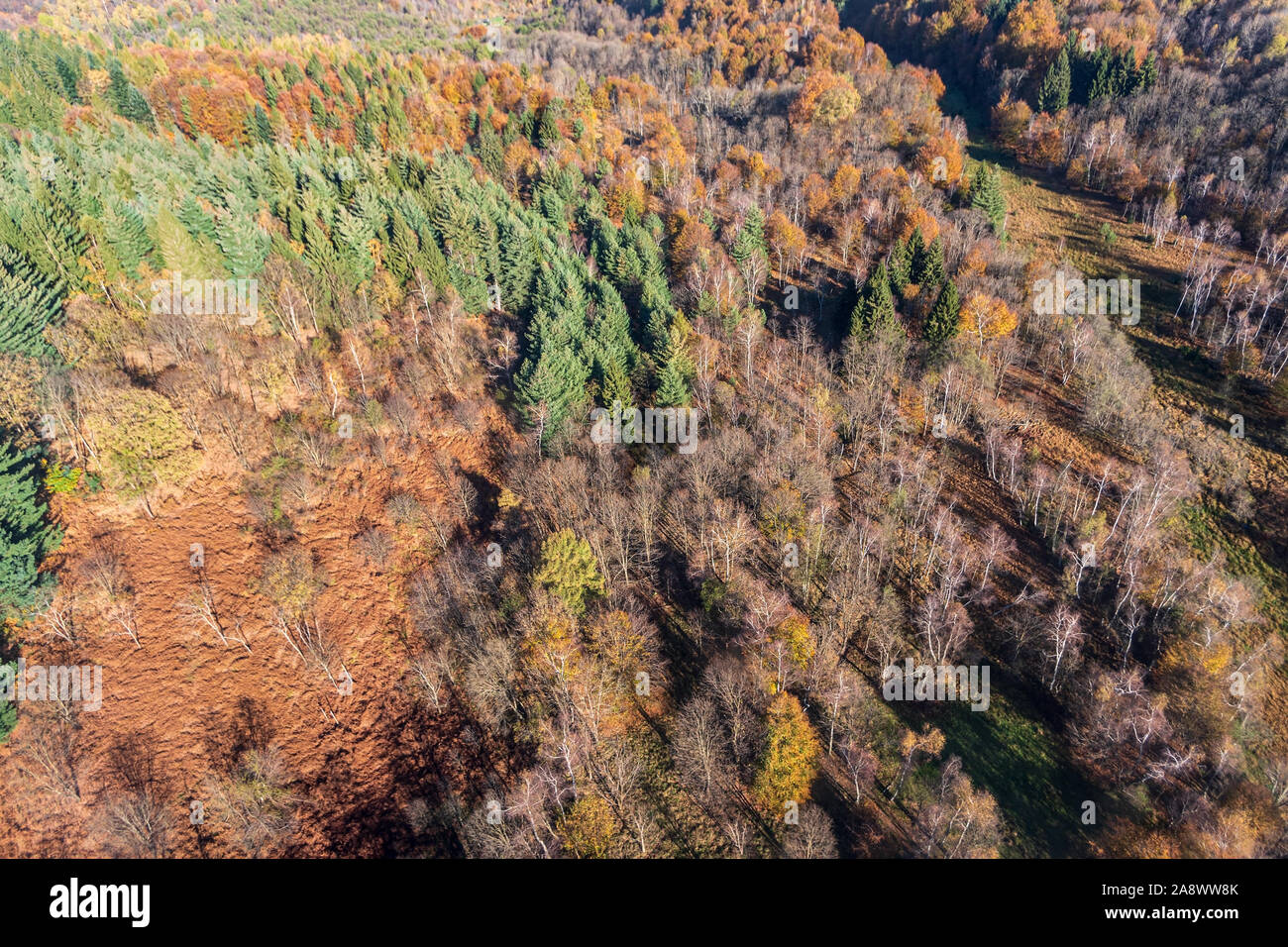 Pine forest, elevated view, Italian Alps Stock Photo - Alamy