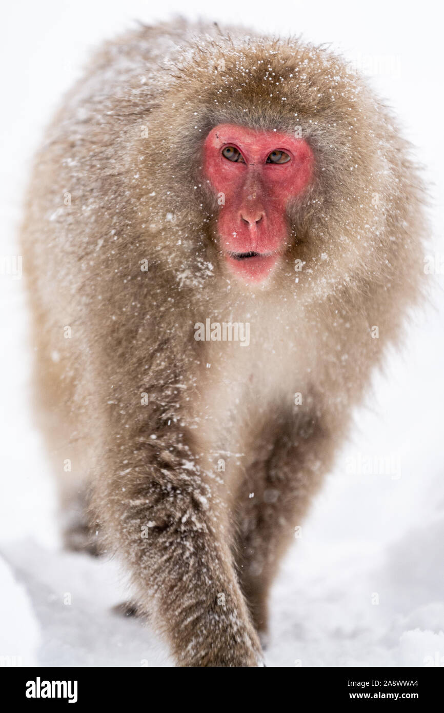 Monkey parade hi-res stock photography and images - Alamy