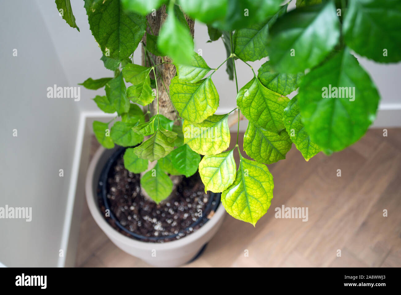 Top view green leaves in pot, House plant Tree, Small tree on wooden ...