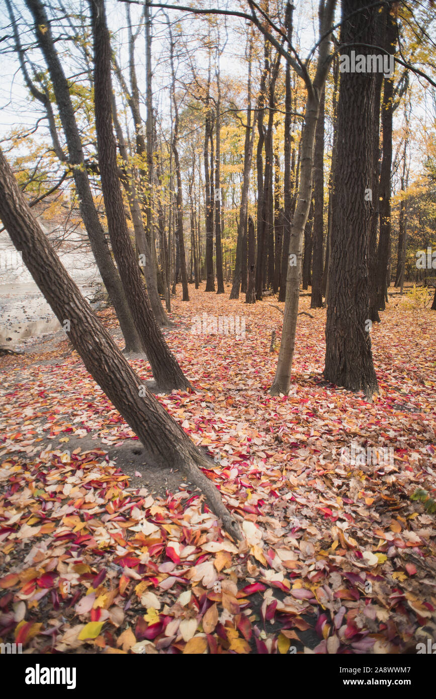 Fall Color in the woods Stock Photo - Alamy