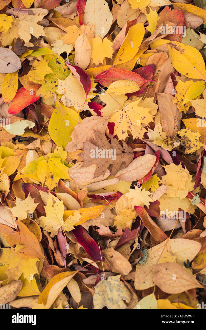 Fall Color in the woods Stock Photo - Alamy