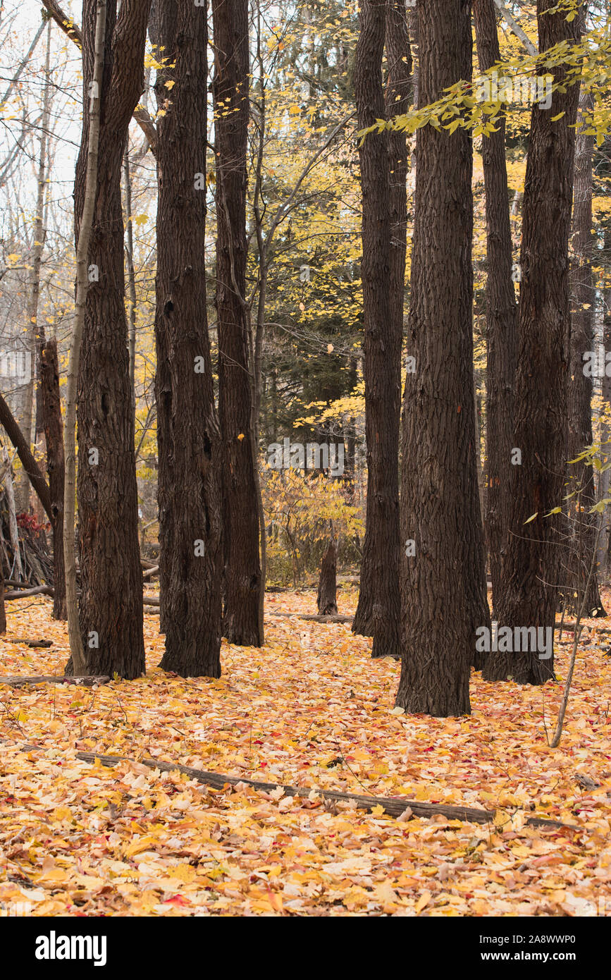 Fall Color in the woods Stock Photo - Alamy
