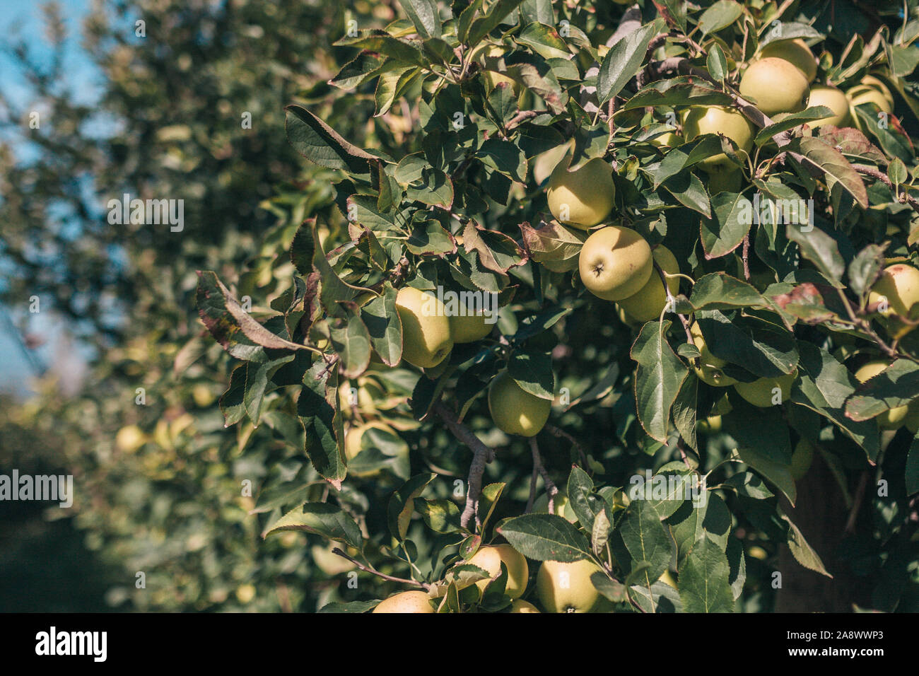 Agricultural farm in the south of France - growing apples Stock Photo ...