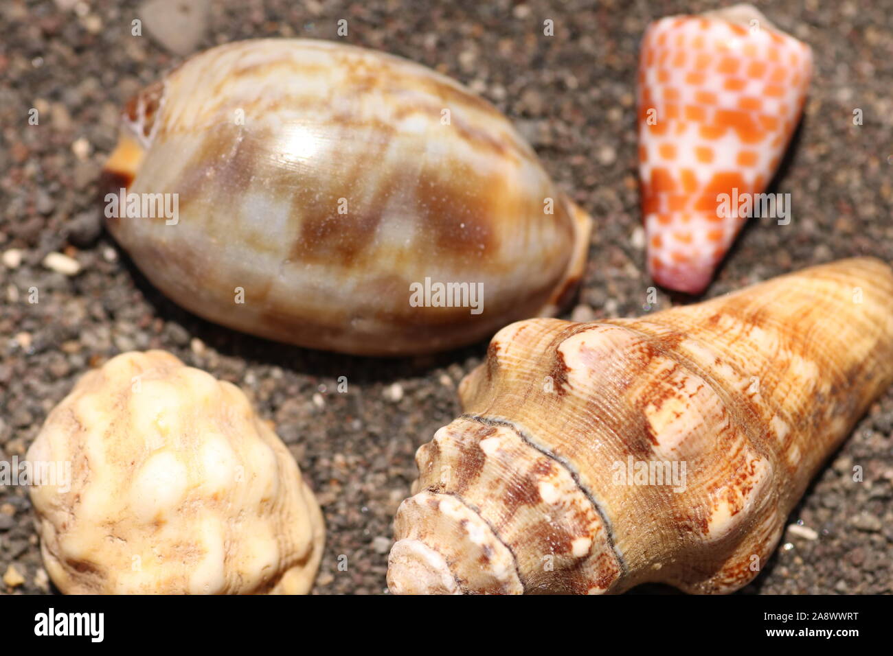 Group of small sea snails on seashore with dark volcanic sand ...