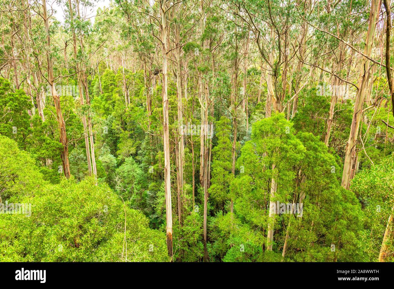 Giant swamp gum eucalyptus regnans hi-res stock photography and images ...