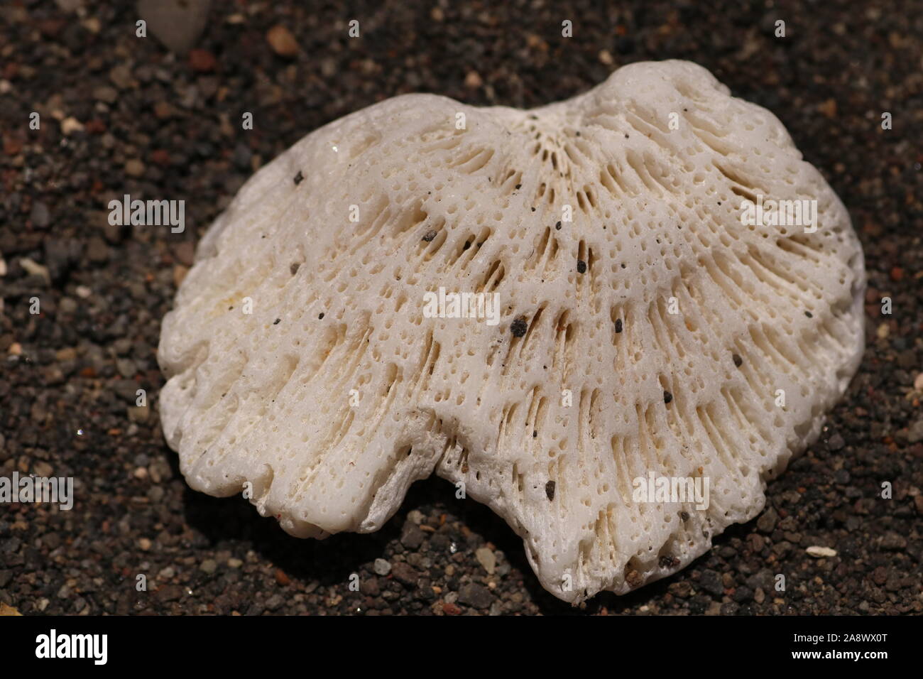 Bright white sea coral on the beach with black volcanic sand ...