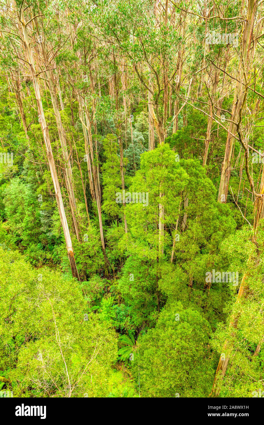Giant swamp gum eucalyptus regnans hi-res stock photography and images ...