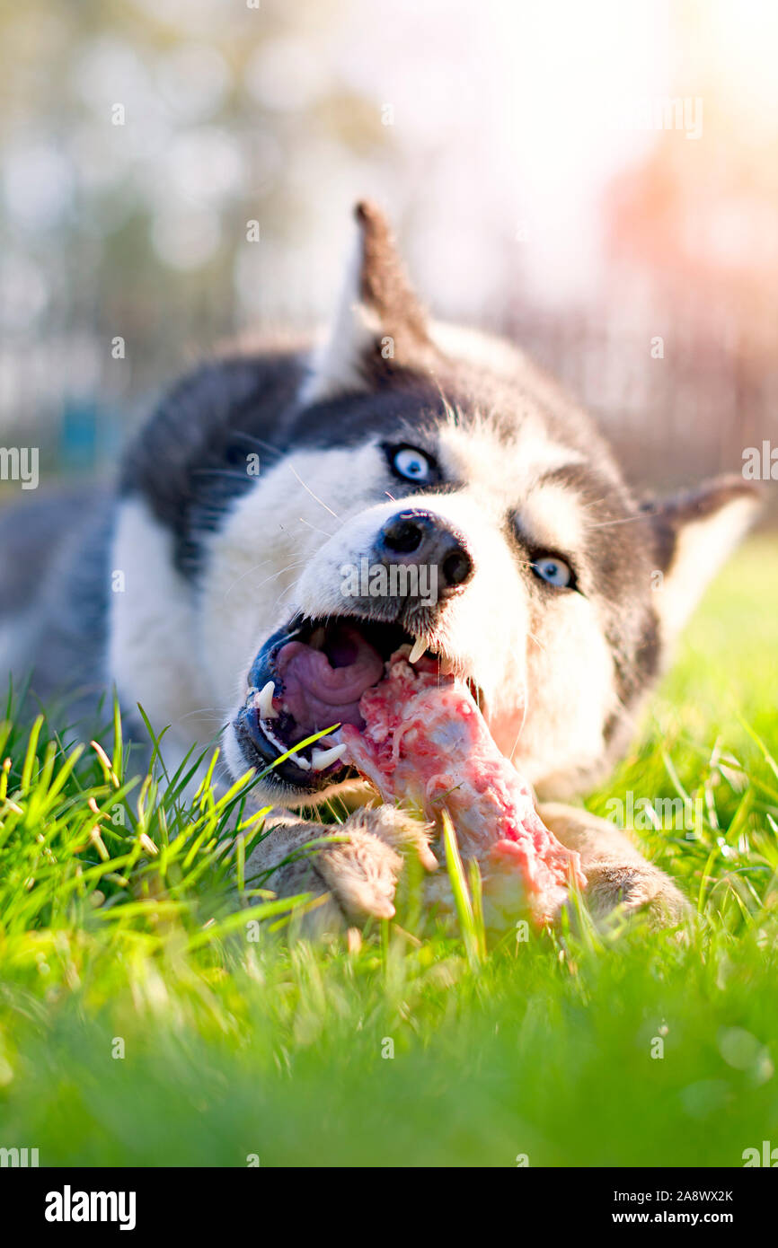 Husky eating meat hi-res stock photography and images - Alamy