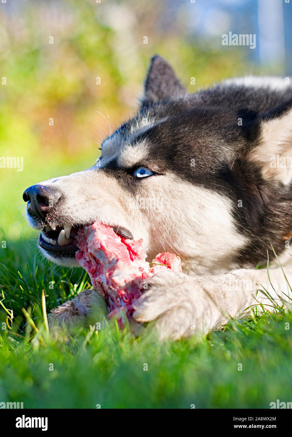 Husky eating meat hi-res stock photography and images - Alamy