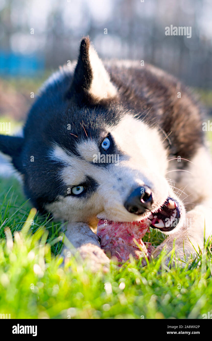 Husky eating meat hi-res stock photography and images - Alamy