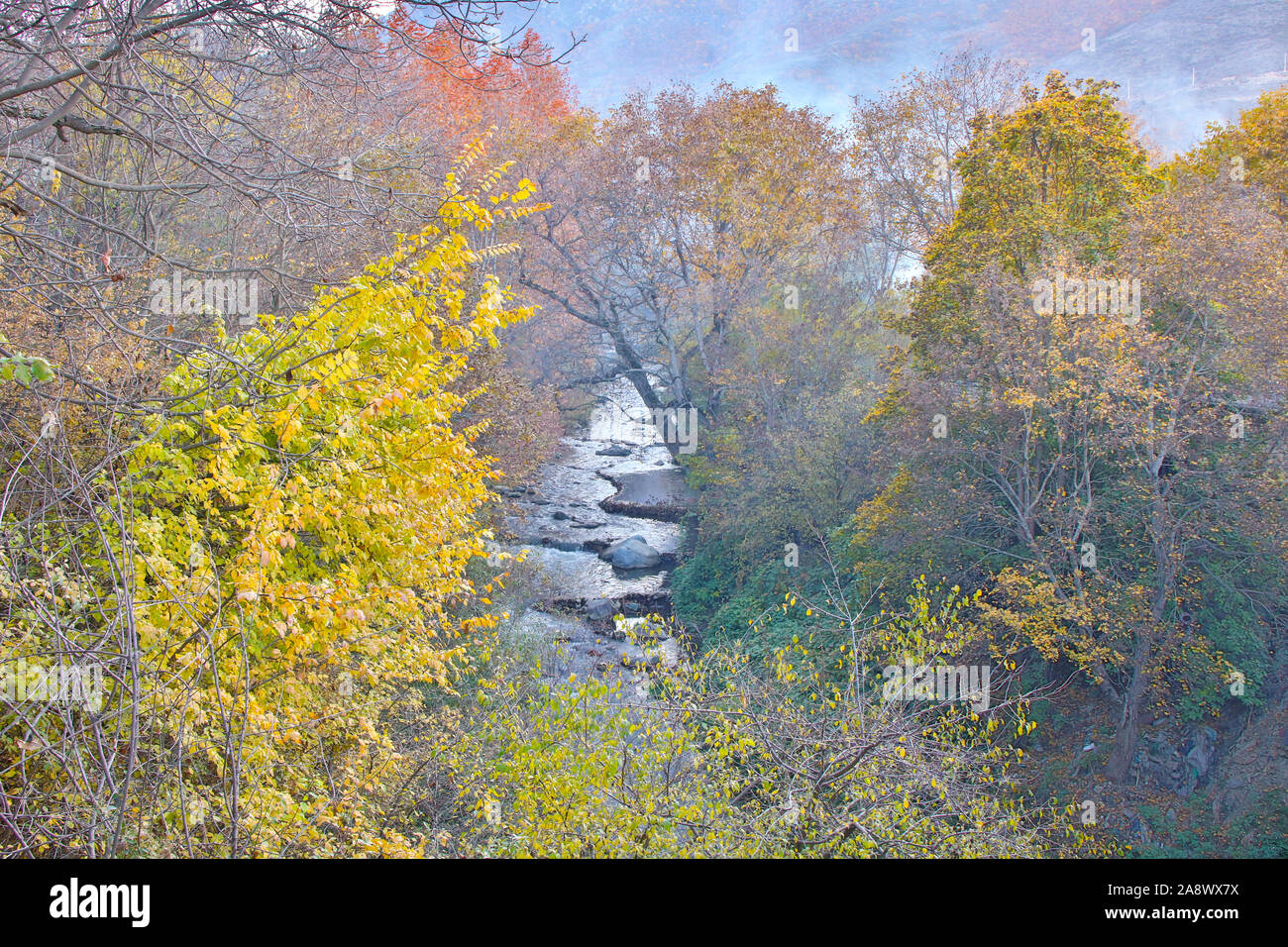Jungle fall hi-res stock photography and images - Alamy