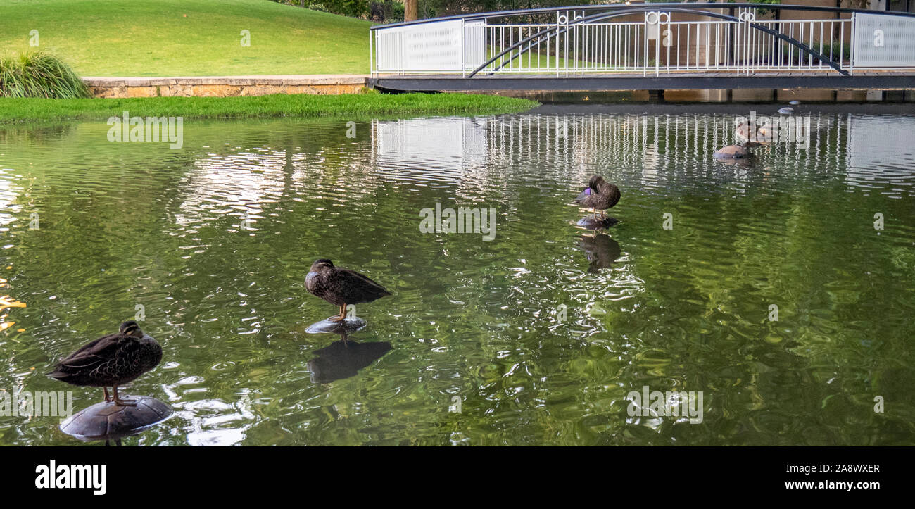 Footbridge and ducks standing on turtle shaped sculptures in ...