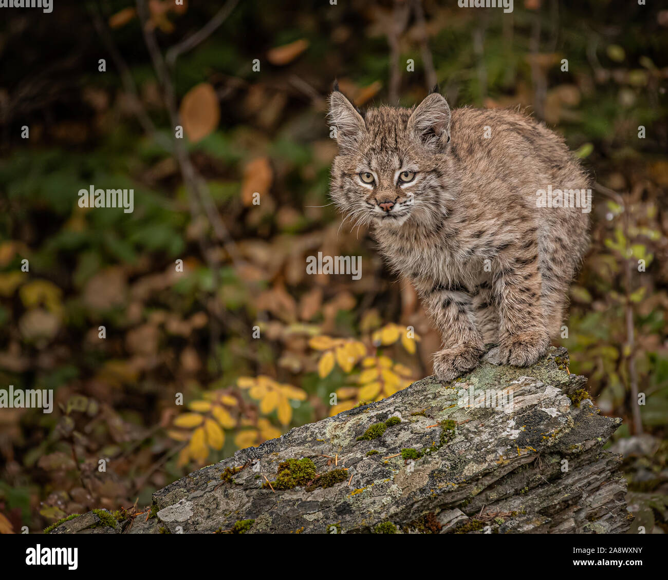Female bobcat and kitten hi-res stock photography and images - Alamy
