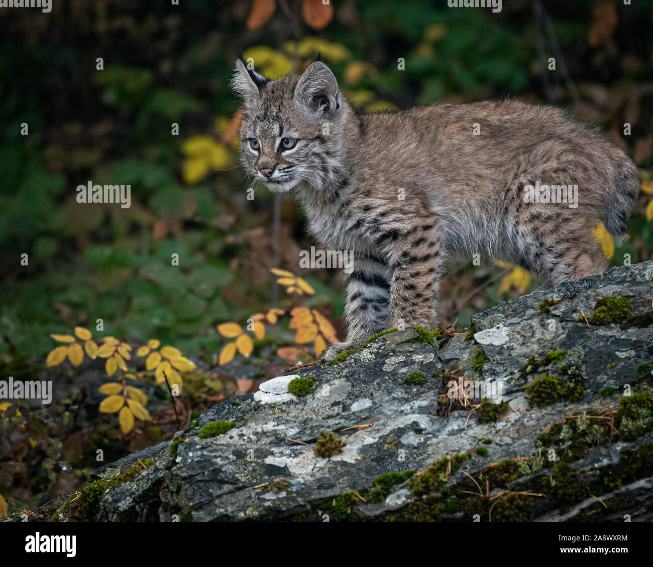 Bobcat lynx rufus kitten hi-res stock photography and images - Alamy
