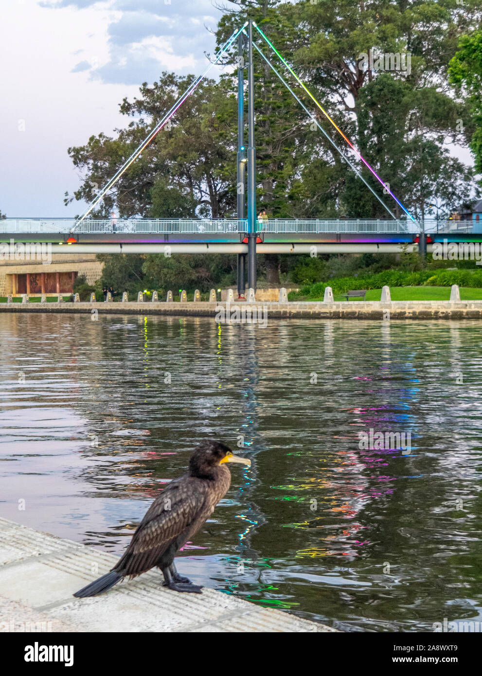 Shag bird australia hi-res stock photography and images - Alamy
