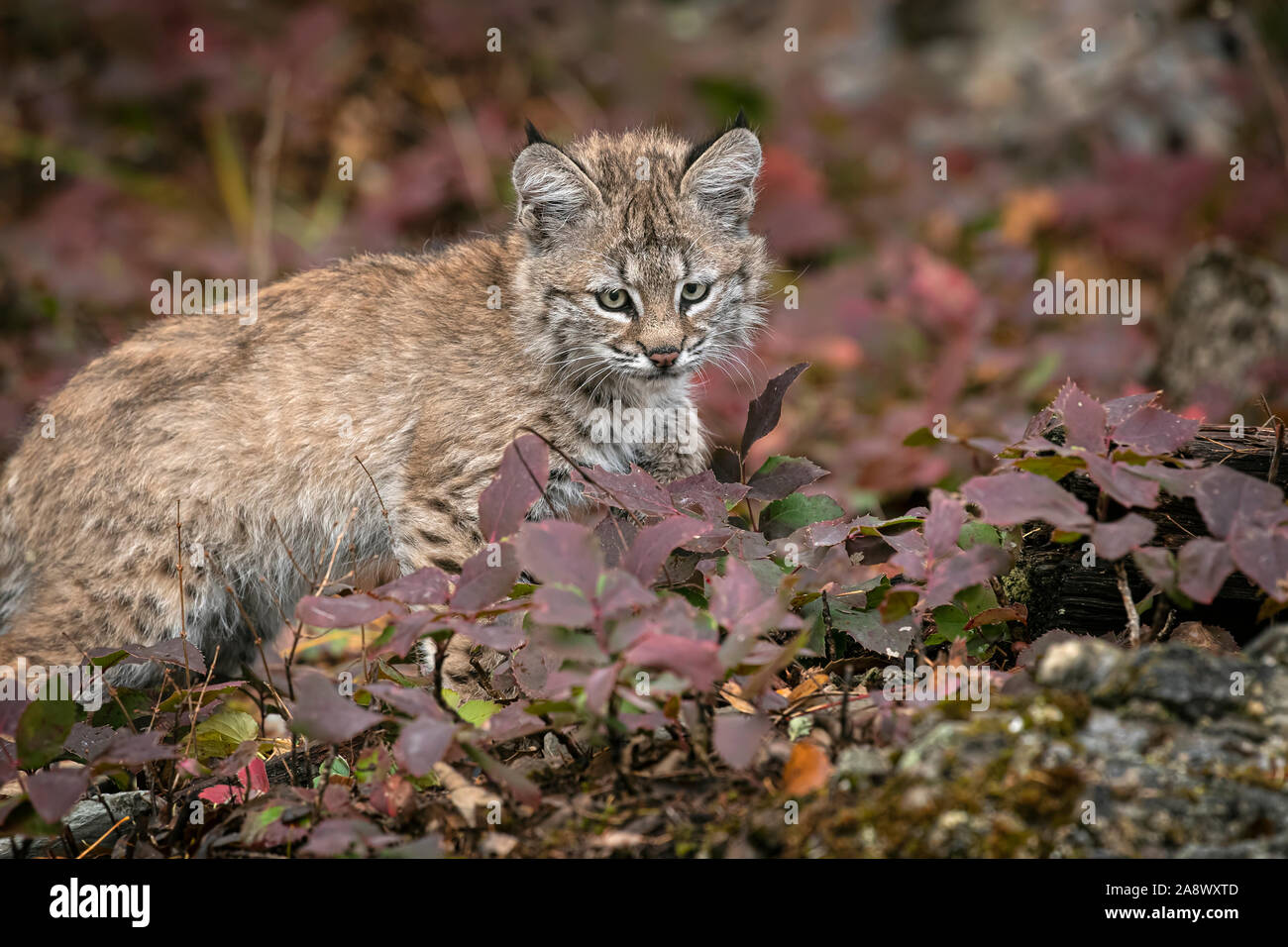 Bobcat kitten in fall colors Stock Photo - Alamy