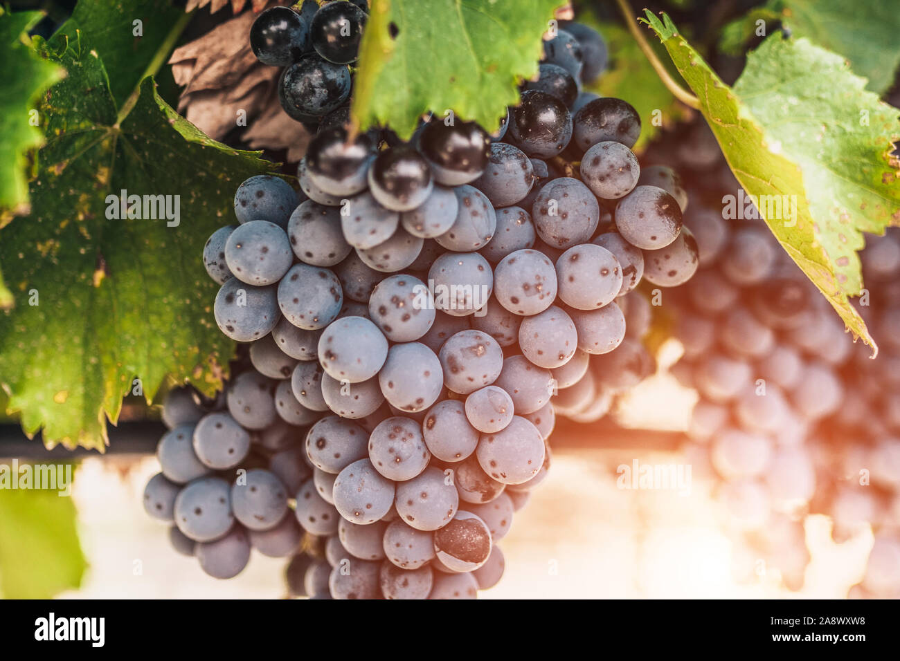 Closeup of a huge bunch of grapes on a farm - Luberon - a good year ...