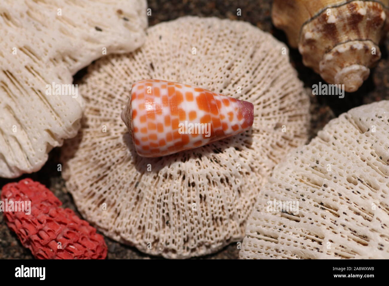 Conical seashell with orange ornaments on white surface. Various corals ...