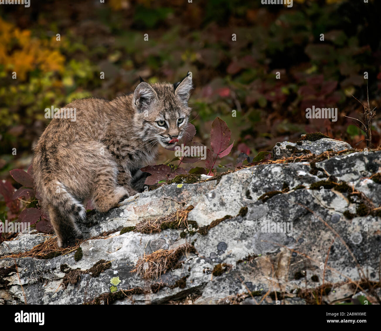 Bobcat kitten in fall colors Stock Photo - Alamy