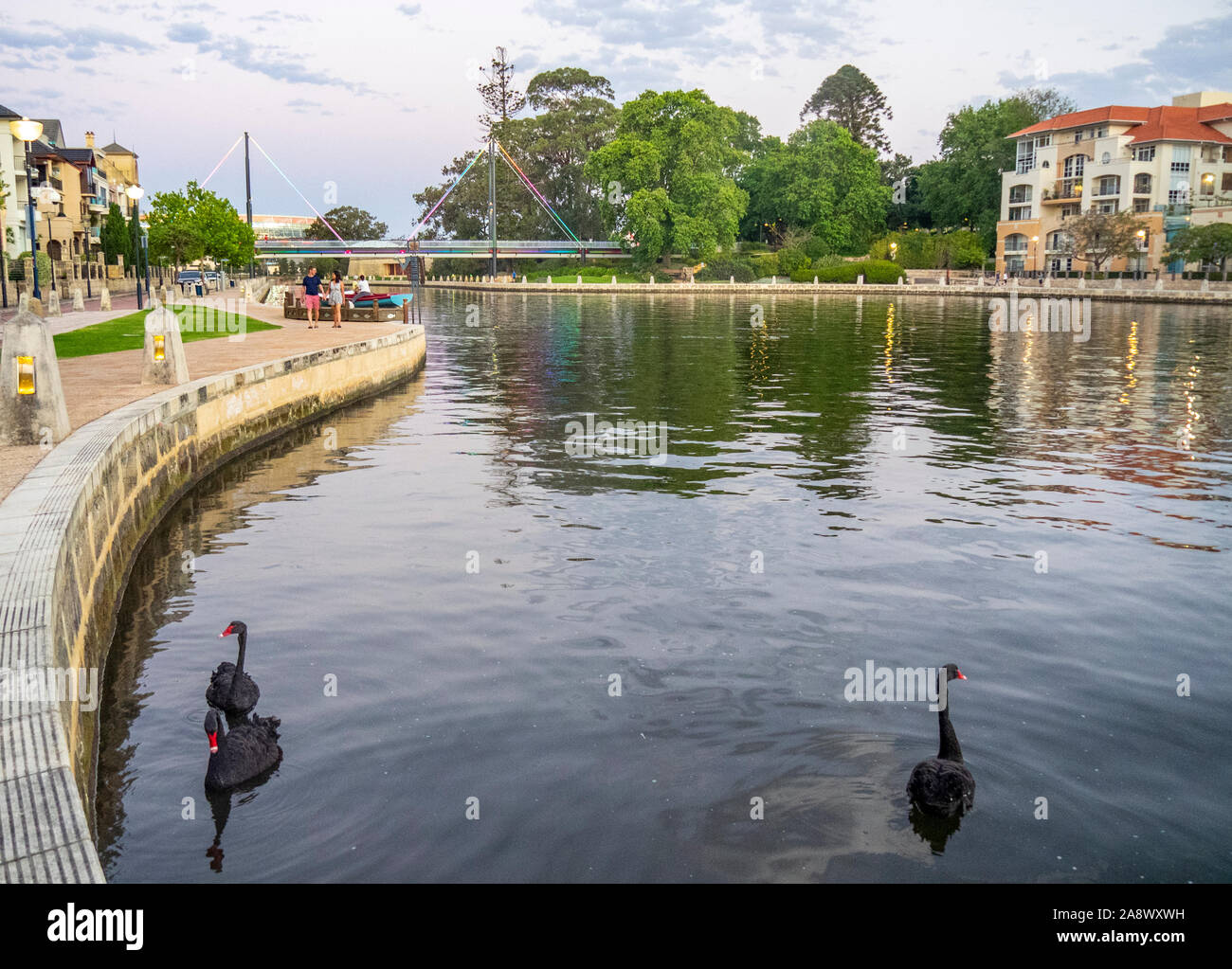 Three black swans in Claisebrook Cove and Trafalgar pedestrian bridge ...