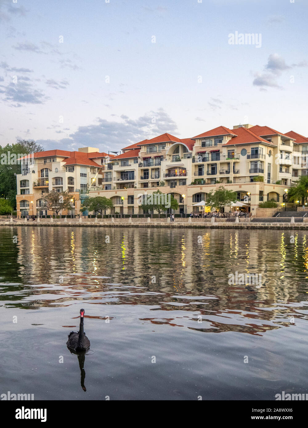 Black swan in Claisebrook Cove and block of apartments in background ...
