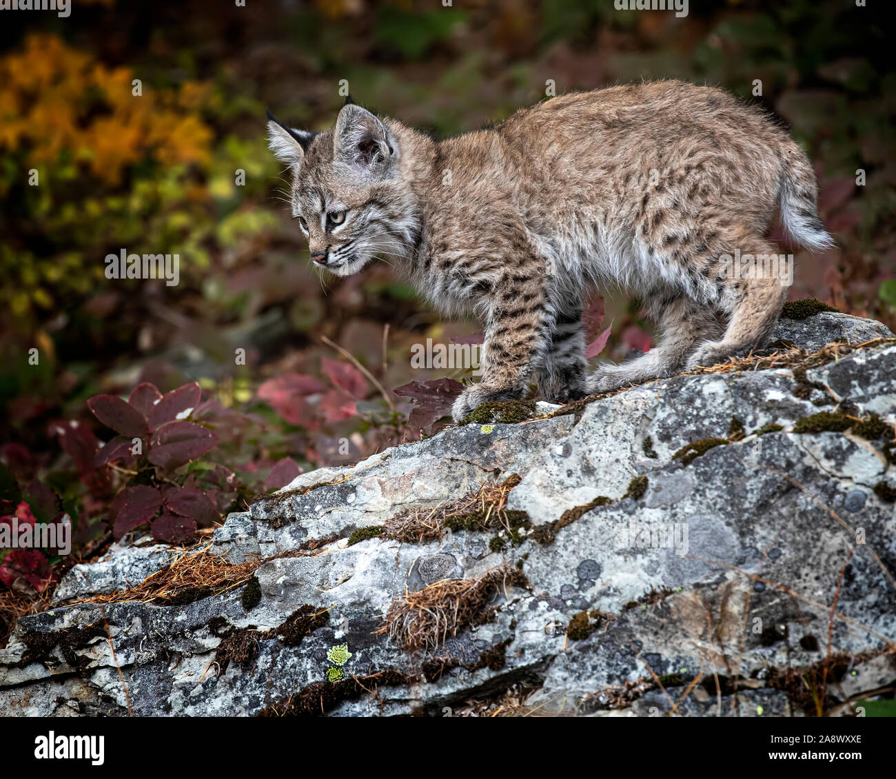 Bobcat kitten hi-res stock photography and images - Alamy